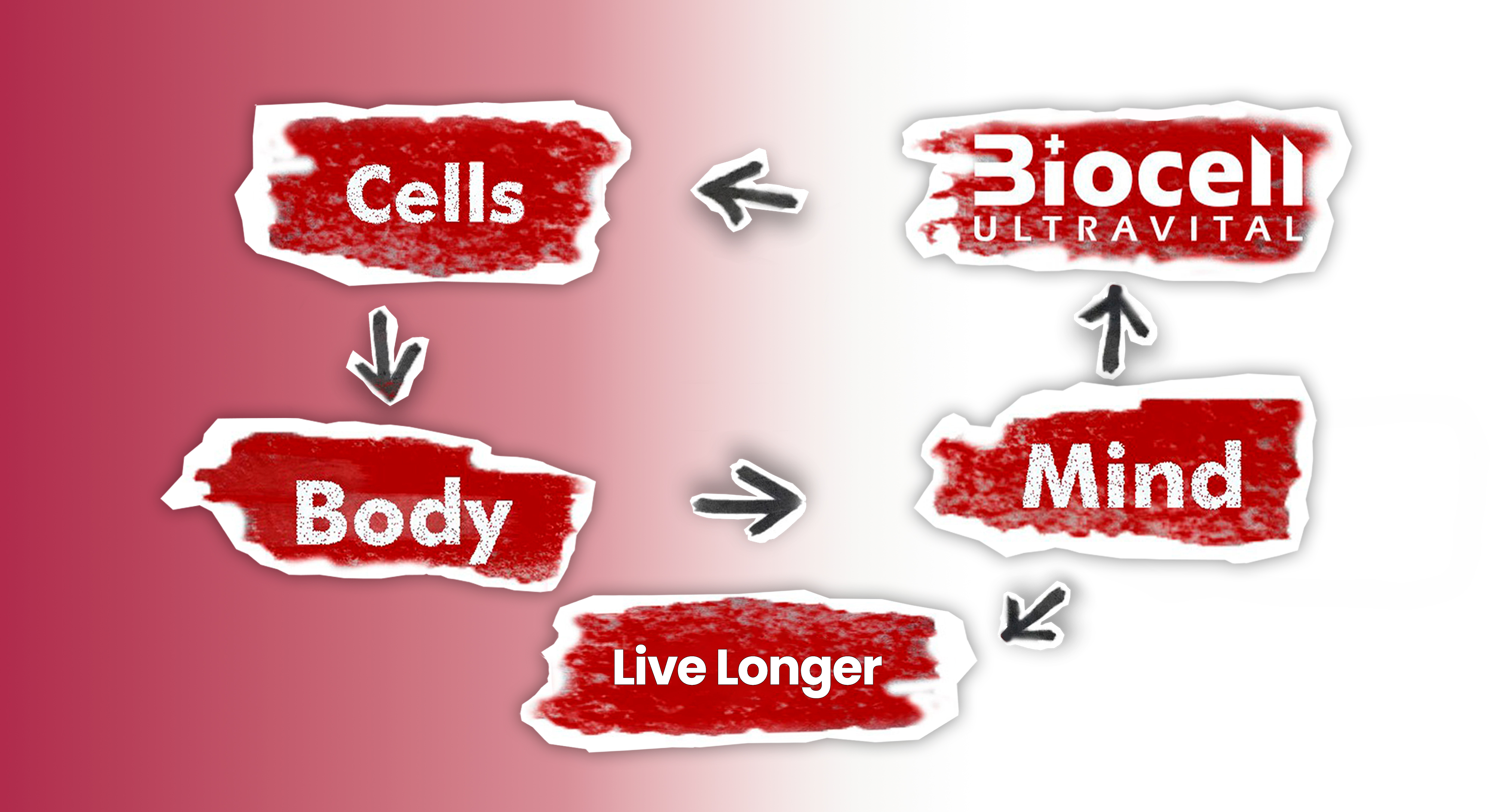 BIOCELL ULTRAVITAL - Thérapie Cellulaire Rénovatrice